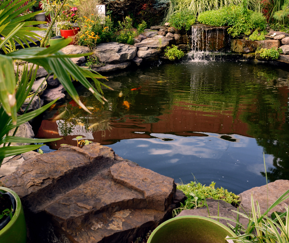 How to Plan Your Koi Pond Water Changes | Hatton Koi